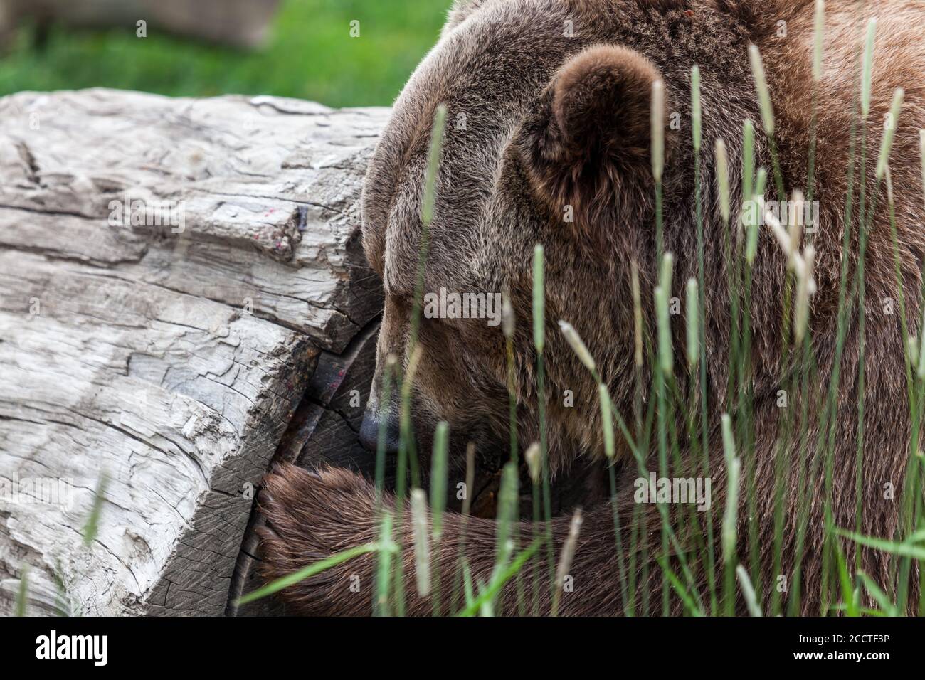 A curious grizzly bear uses its claws to dig into an old log and see ...
