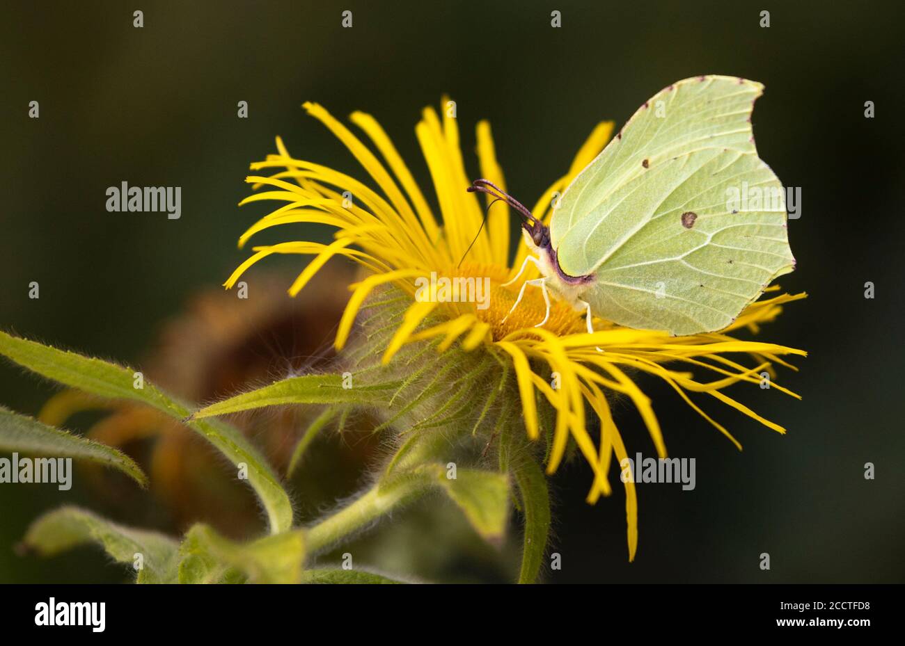 Tiri kat hi-res stock photography and images - Alamy