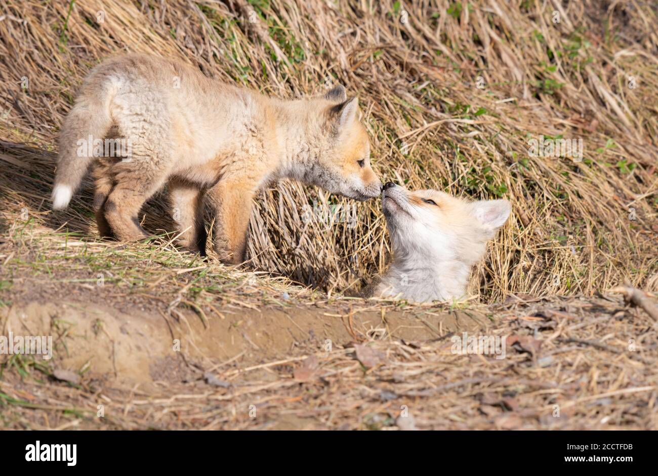 Red fox kit in the wild Stock Photo - Alamy