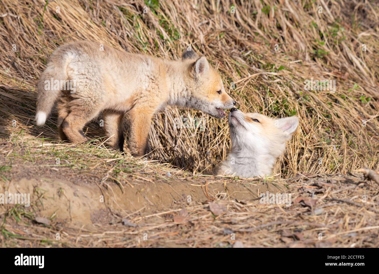 Red fox kit in the wild Stock Photo - Alamy