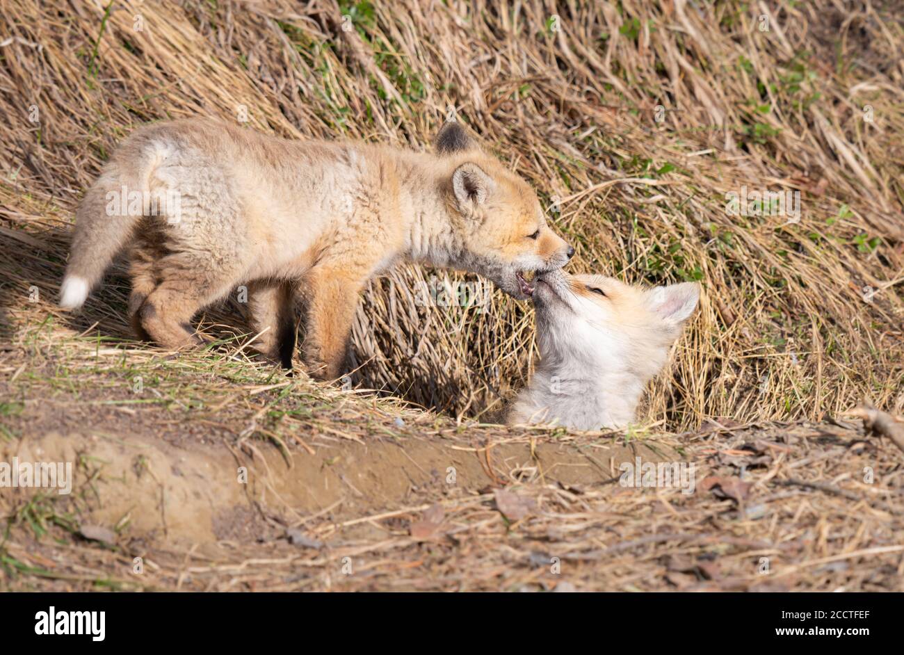 Red fox kit in the wild Stock Photo - Alamy
