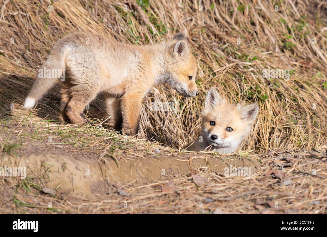 Red fox kit in the wild Stock Photo - Alamy