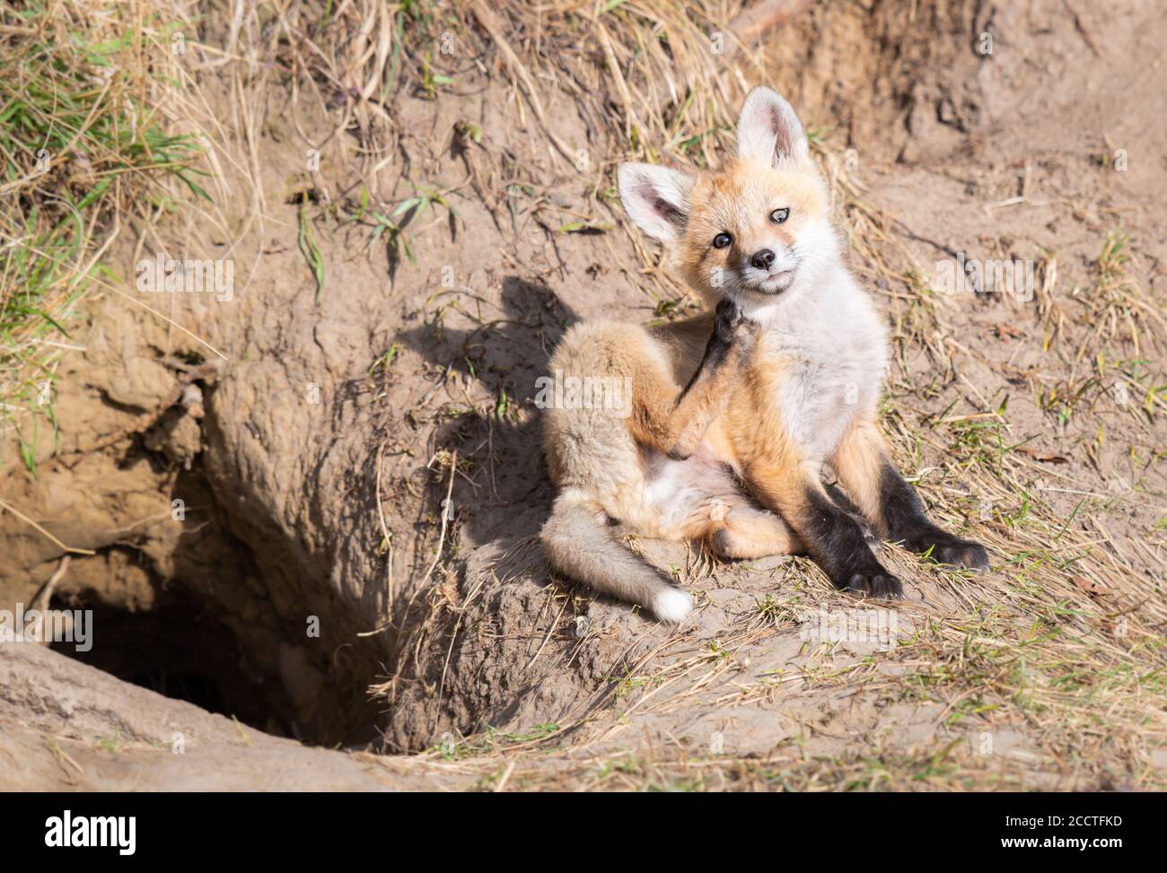 Red fox kit in the wild Stock Photo - Alamy