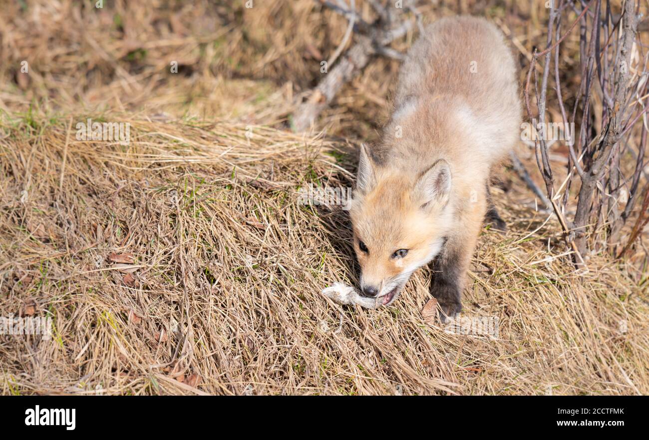 Red fox kit in the wild Stock Photo - Alamy