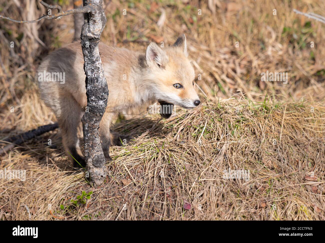 Red fox kit in the wild Stock Photo - Alamy