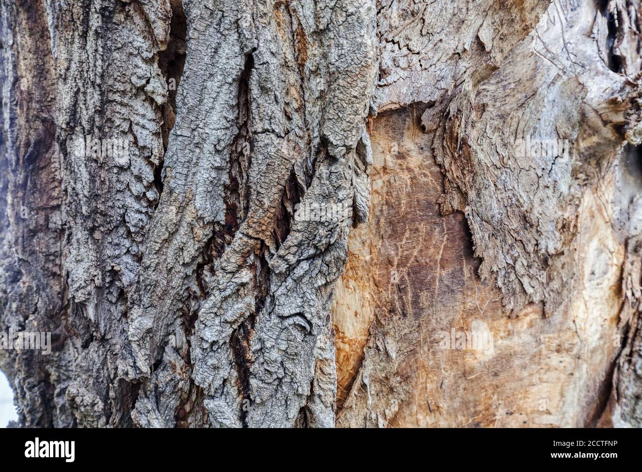 tree bark in nature Stock Photo - Alamy