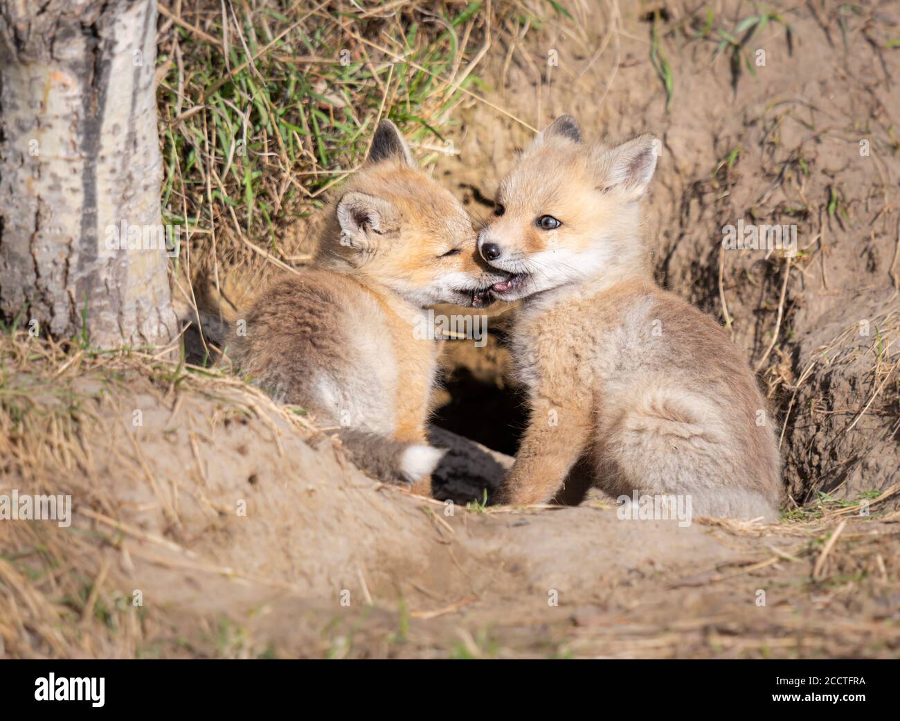 Red fox kit in the wild Stock Photo - Alamy