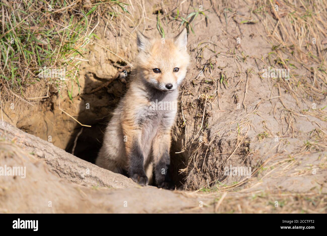 Red fox kit in the wild Stock Photo - Alamy