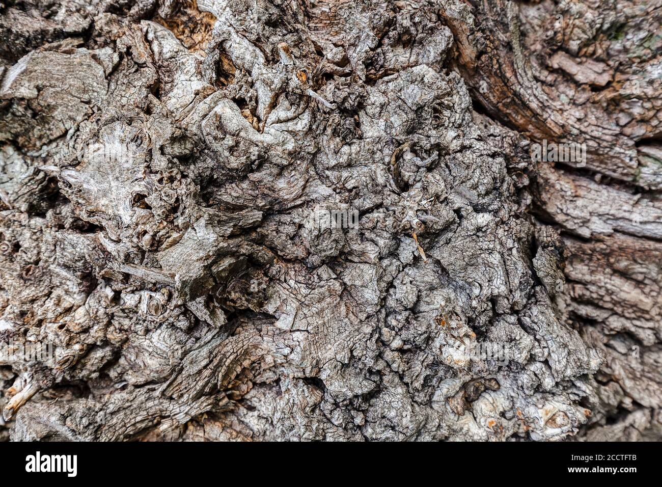 tree bark in nature Stock Photo - Alamy