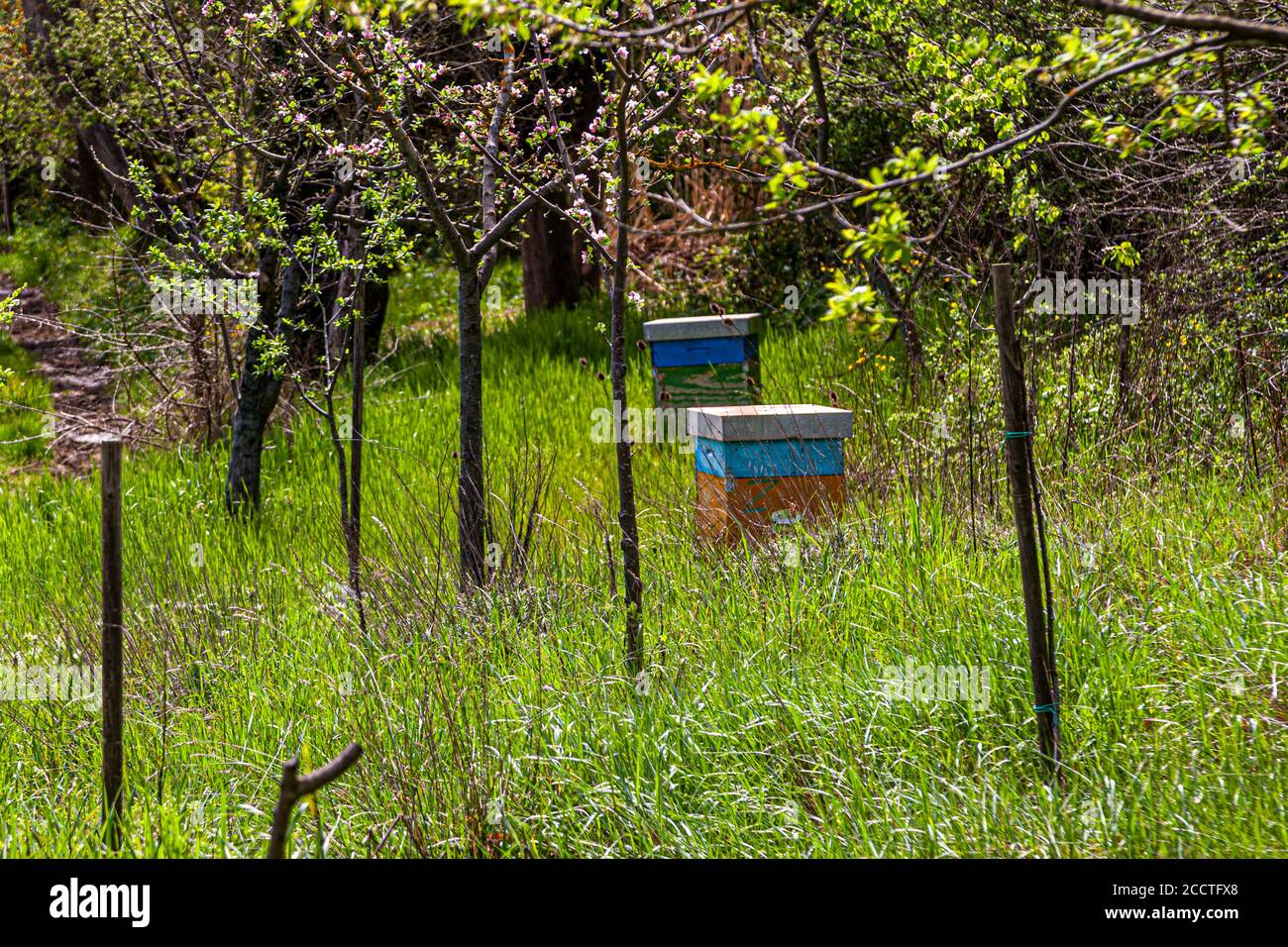 Tall open shrub hi-res stock photography and images - Alamy