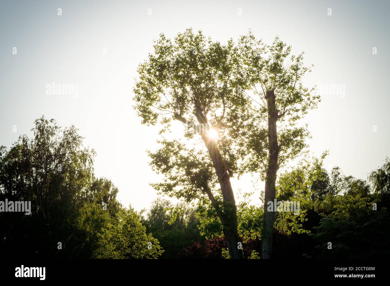 Spring sun shine between tree hi-res stock photography and images - Alamy