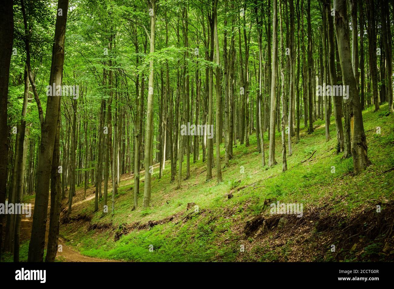 Beautiful green forest on hi-res stock photography and images - Alamy