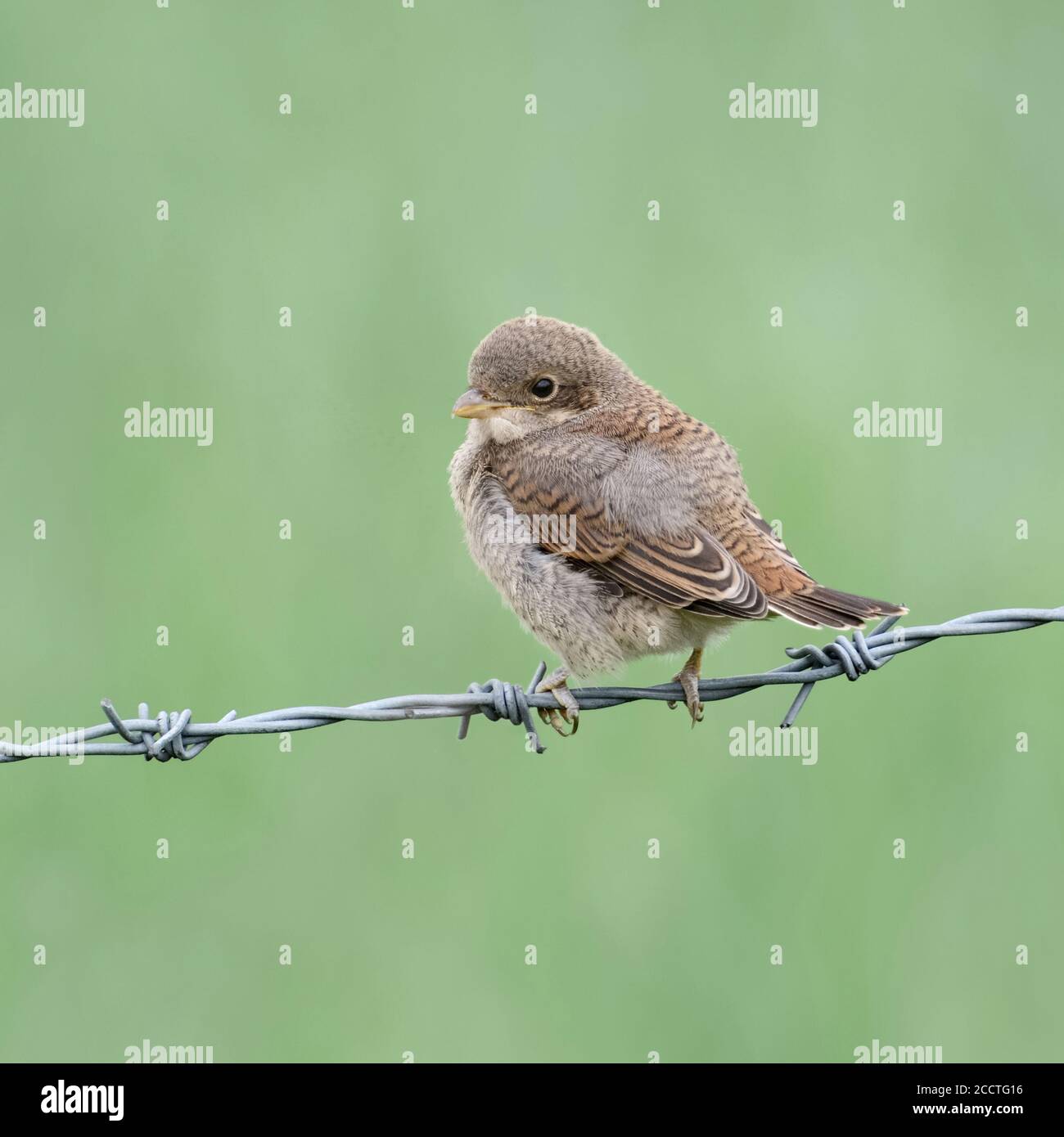 Red-backed Shrike ( Lanius collurio ), young chick, just fledged ...