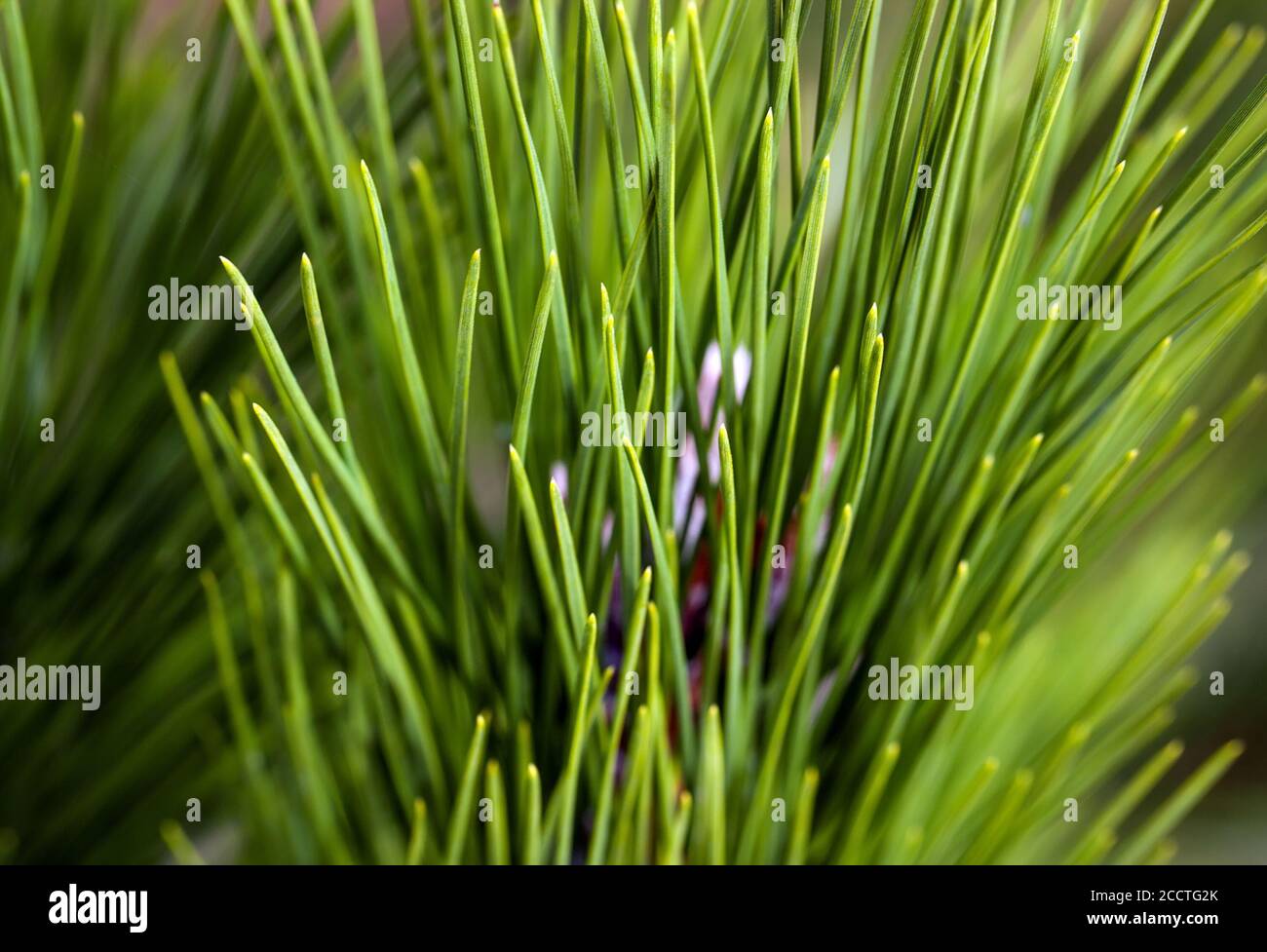 Fir tree needles close hi-res stock photography and images - Alamy