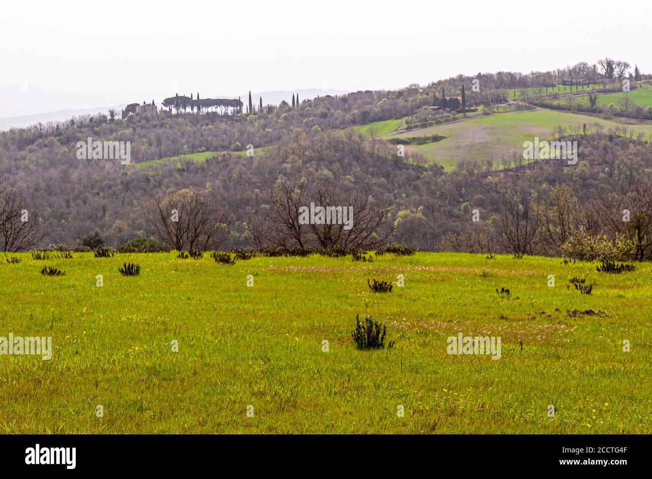 Tuscan landscape in spring, green fields, cypreses and olive trees ...