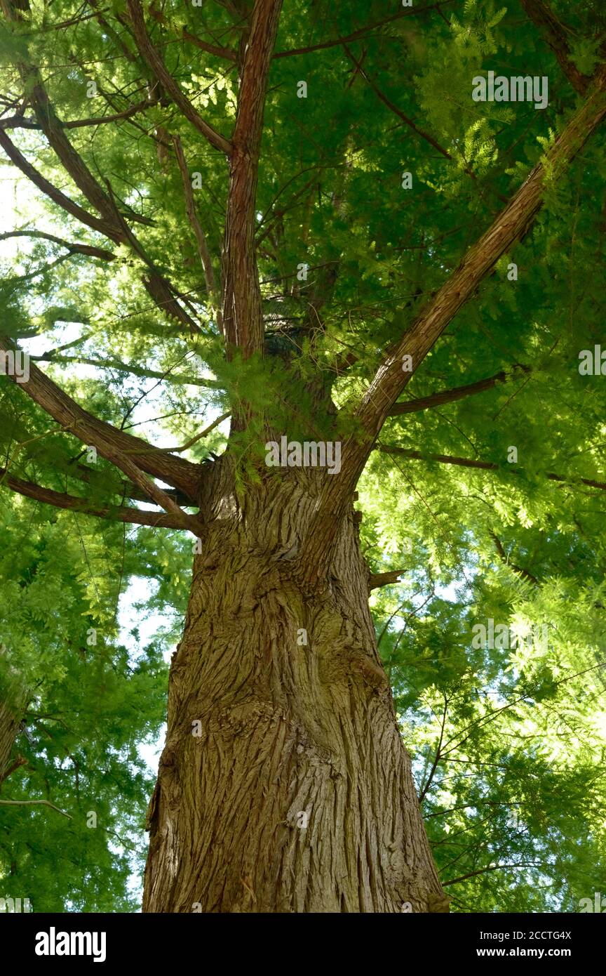 Low angle view of a fresh green tree with huge lush foliage and many ...