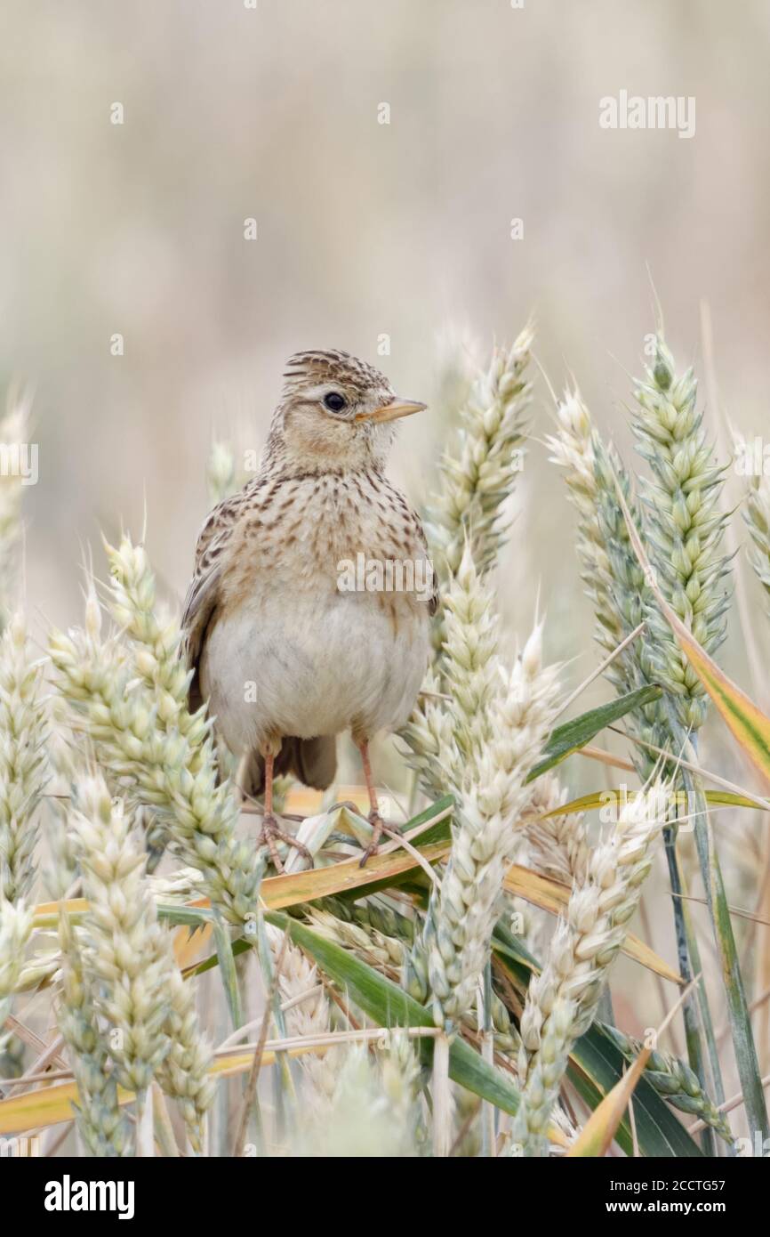 Skylark Bird