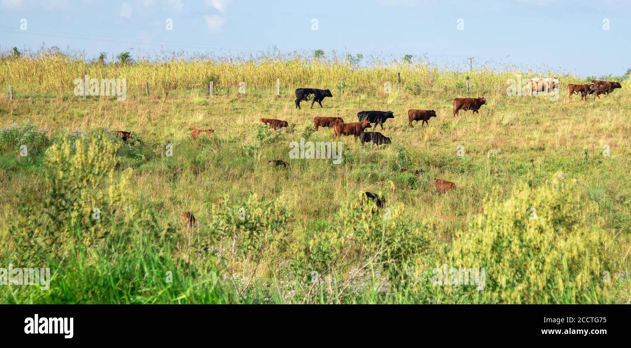 Cattle production latin america hi-res stock photography and images - Alamy