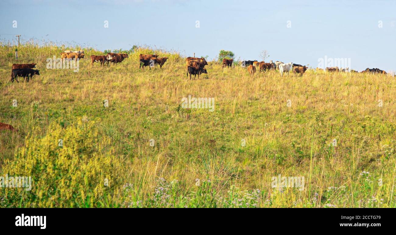 Cattle production latin america hi-res stock photography and images - Alamy