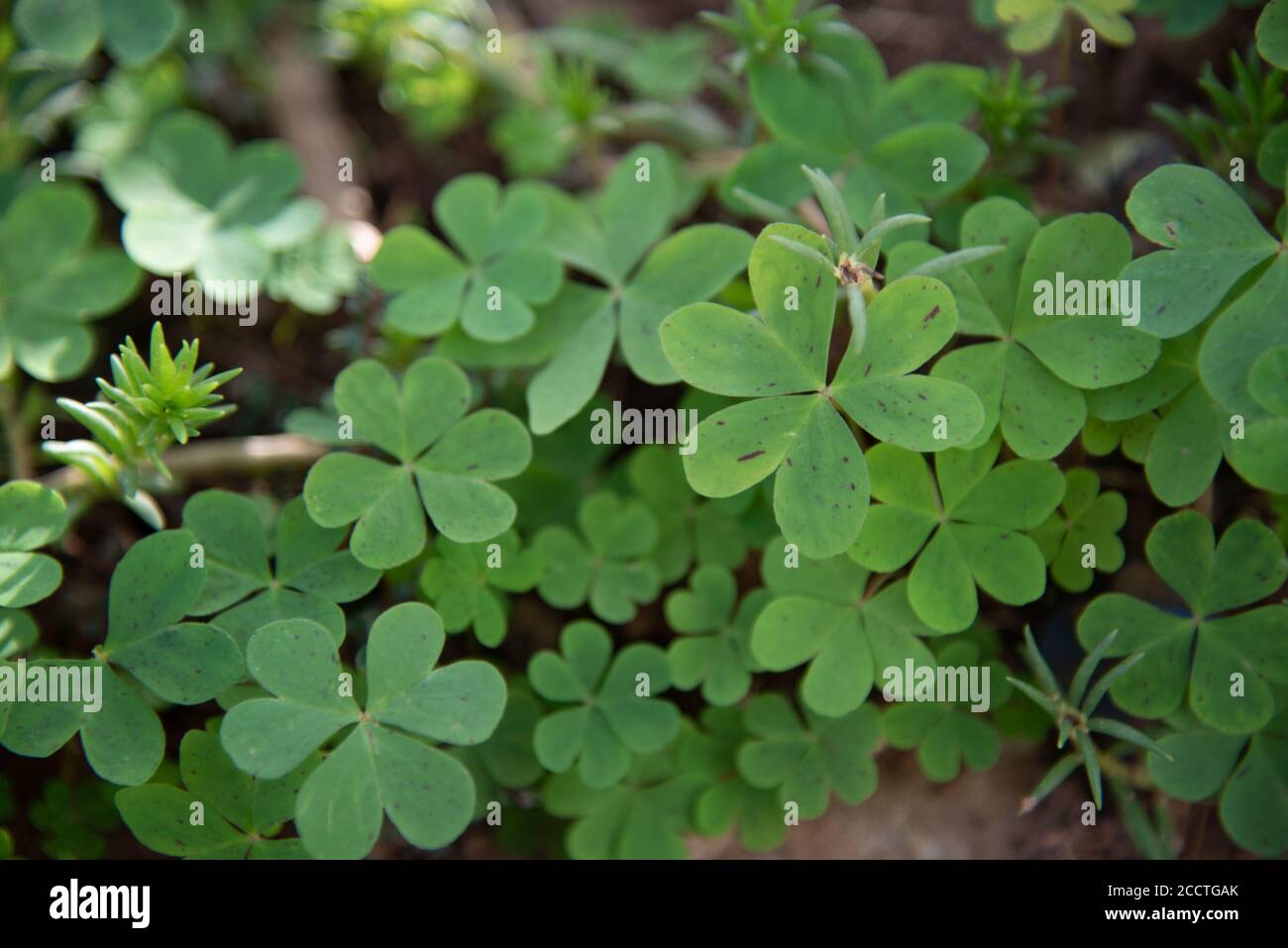 Irish lucky clover. Garden Plants. Worldwide symbol of good luck. Good ...