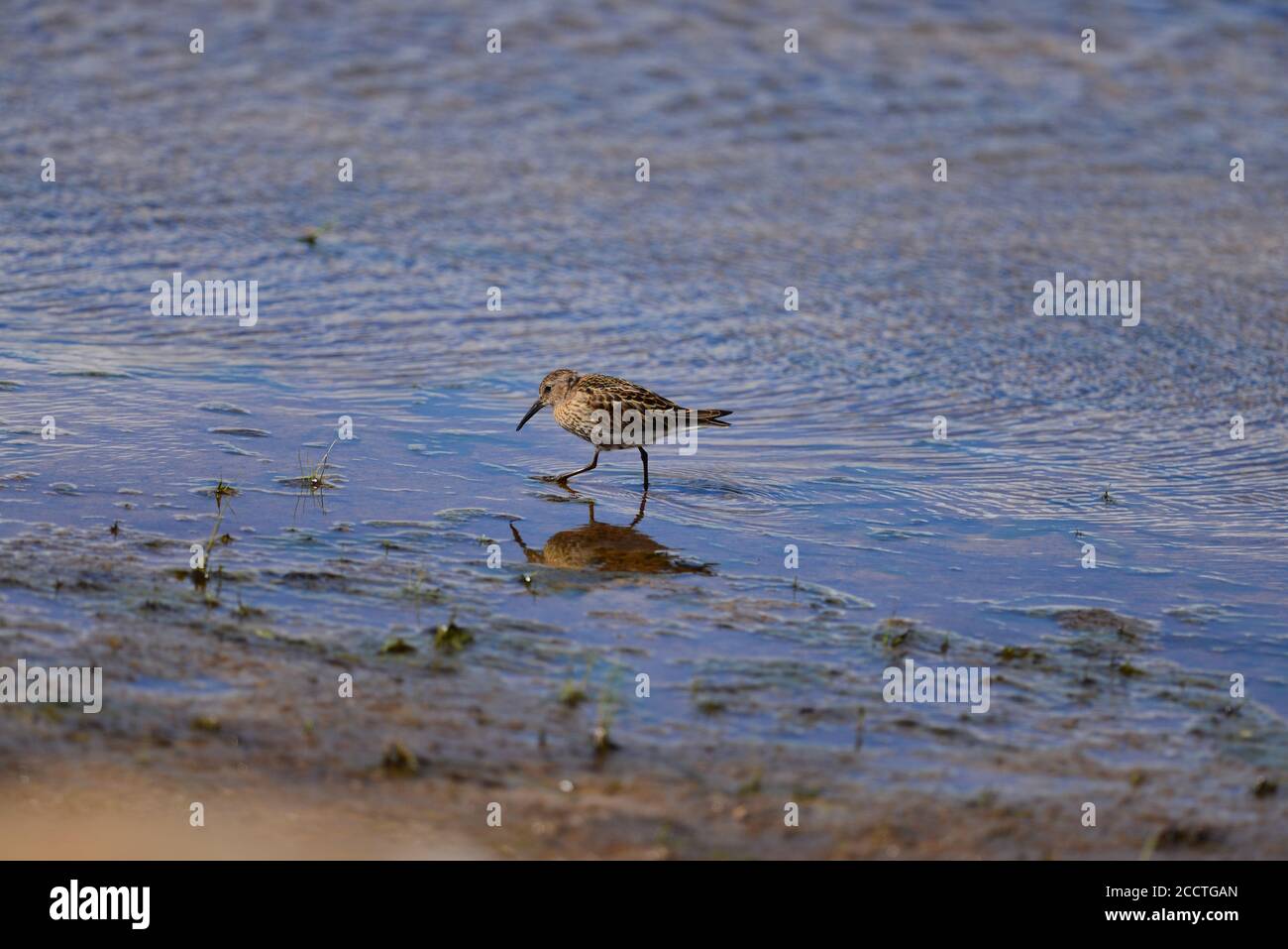Dunling hi-res stock photography and images - Alamy