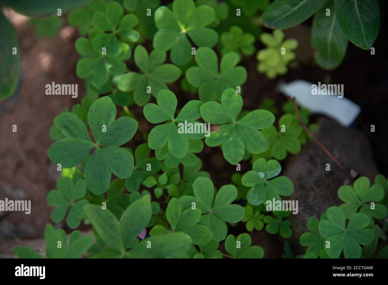 Irish lucky clover. Garden Plants. Worldwide symbol of good luck. Good ...