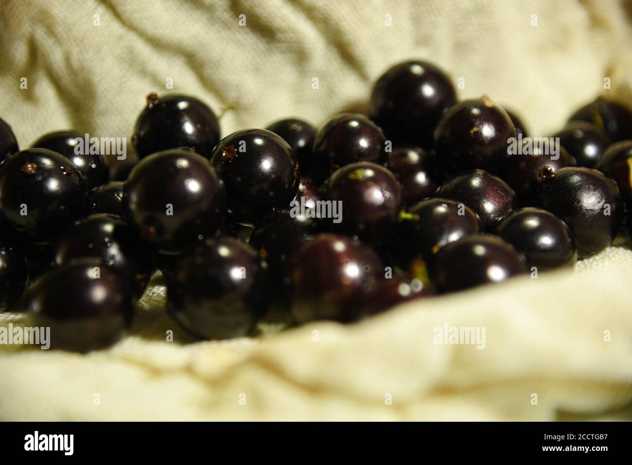Jabuticaba is Brazilian fruit native to the Atlantic Forest. It has few ...