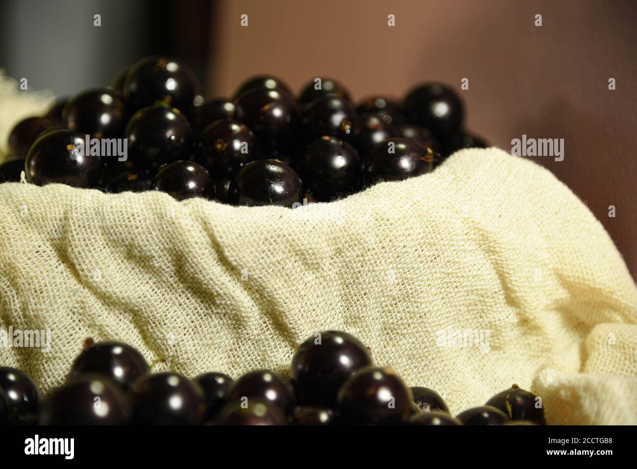 Jabuticaba is Brazilian fruit native to the Atlantic Forest. It has few ...