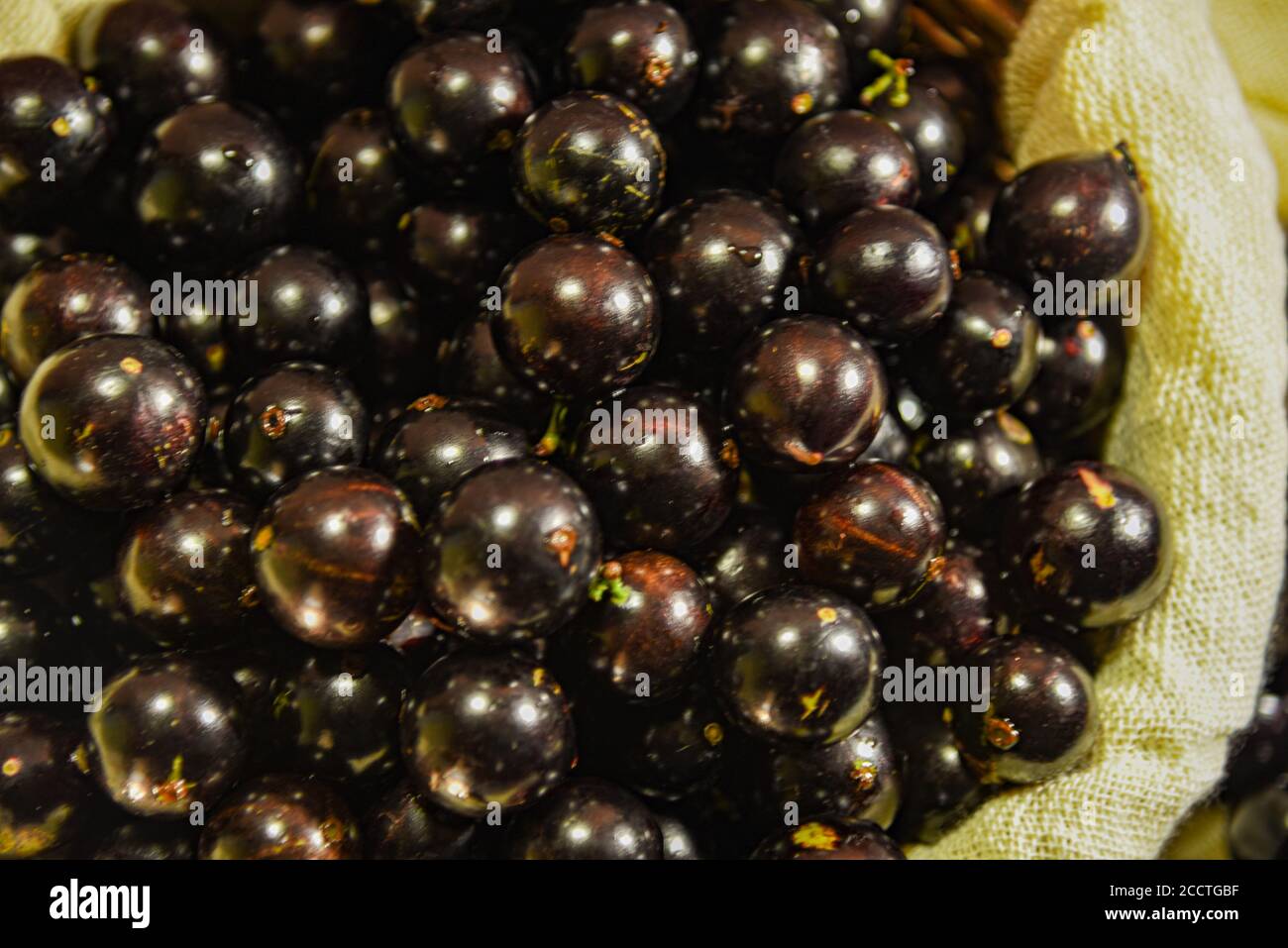Jabuticaba is Brazilian fruit native to the Atlantic Forest. It has few ...