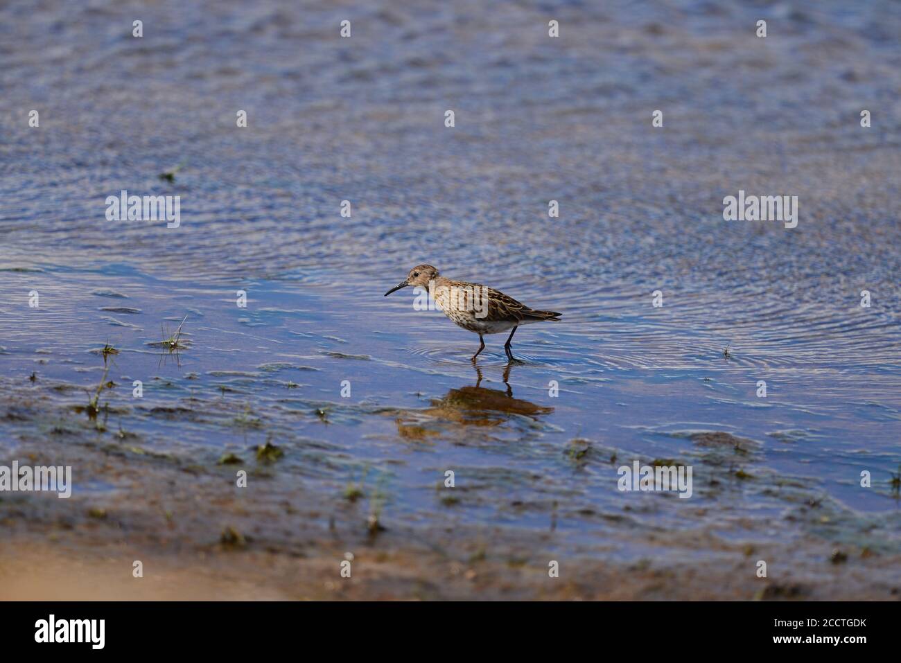 Dunling hi-res stock photography and images - Alamy