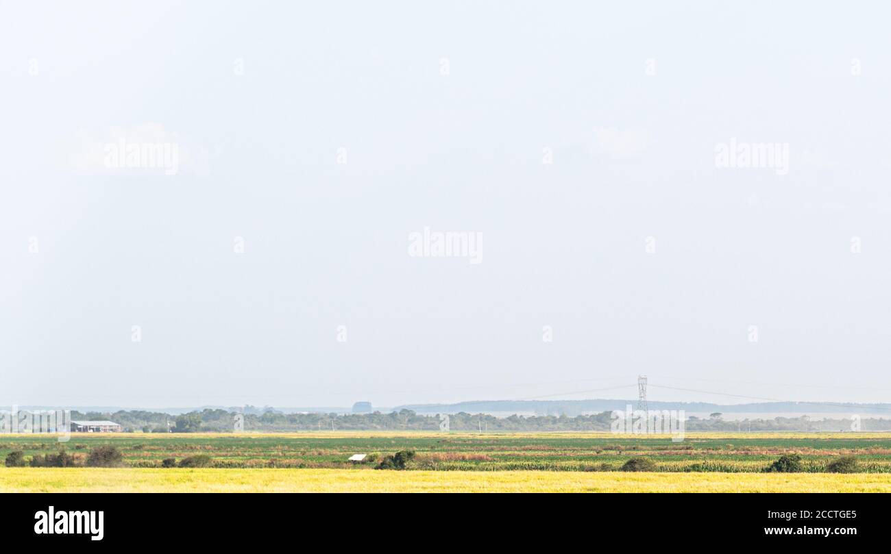 Rice farming brazil hi-res stock photography and images - Alamy