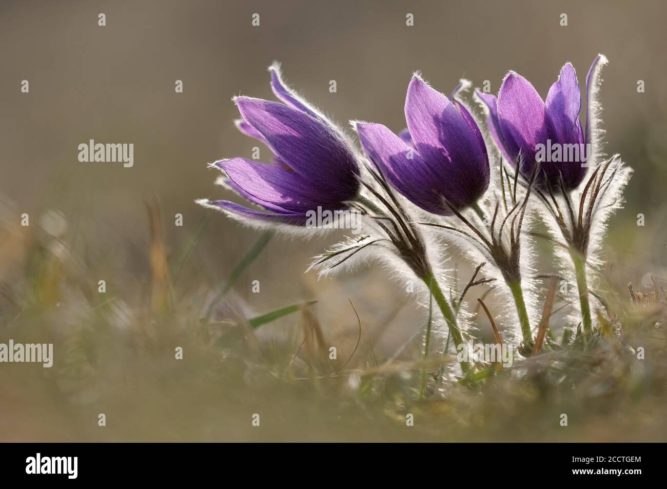 European wild plants wild plants of europe wild flowers of hi-res stock ...