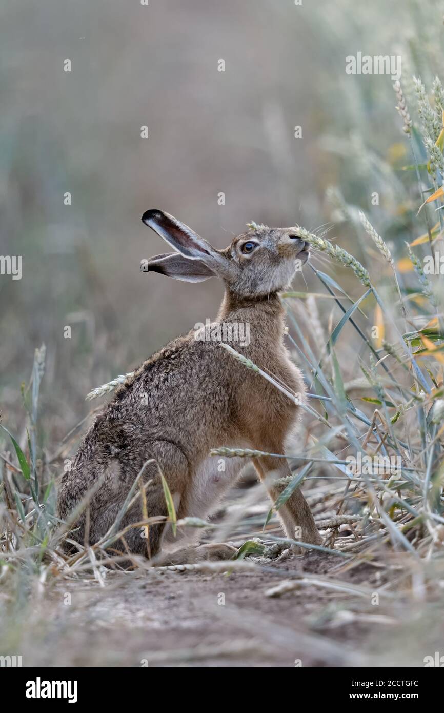 Brown Hare / European Hare ( Lepus europaeus ) sitting in a corn field ...