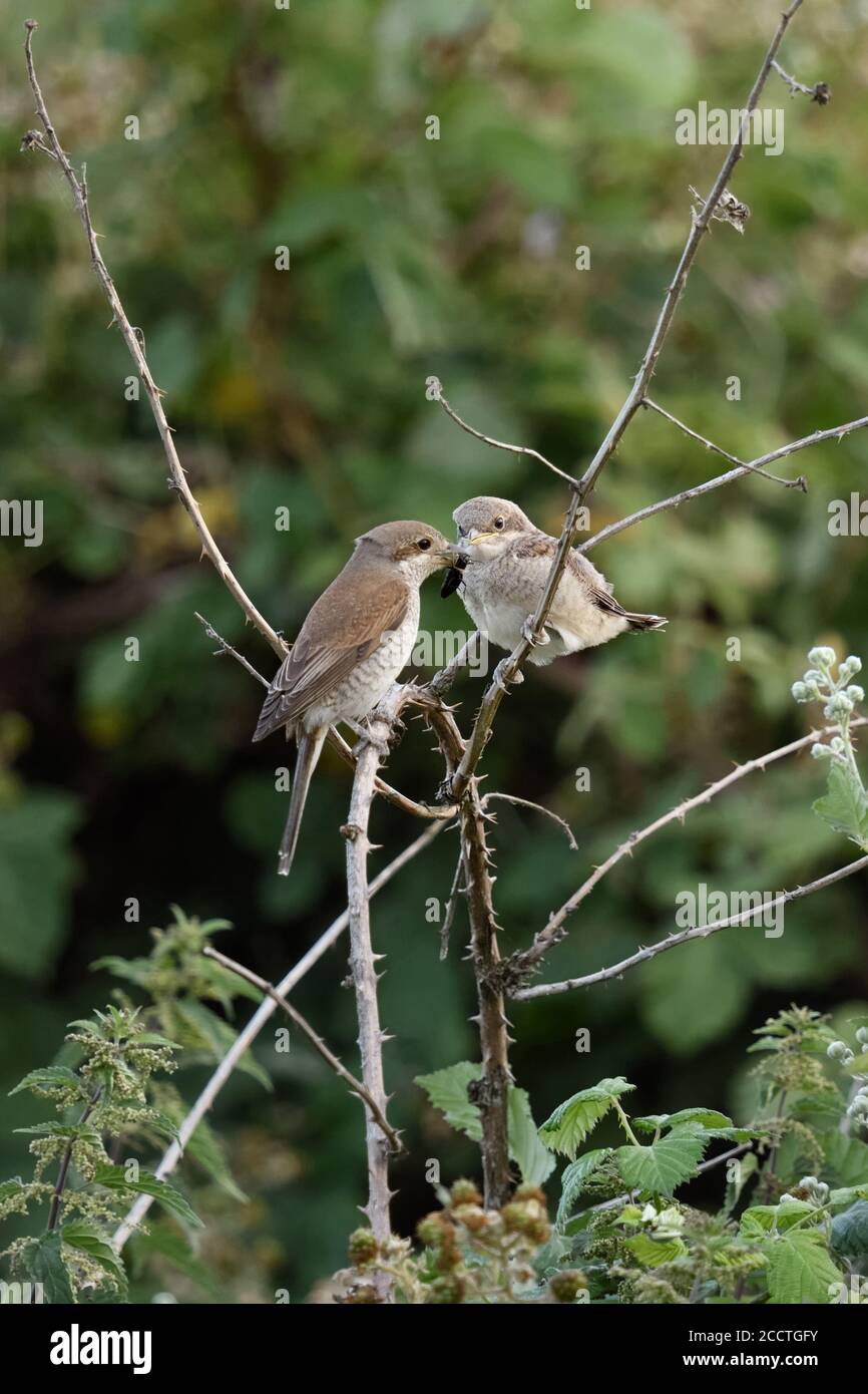 Birds in bramble habitat hi-res stock photography and images - Alamy