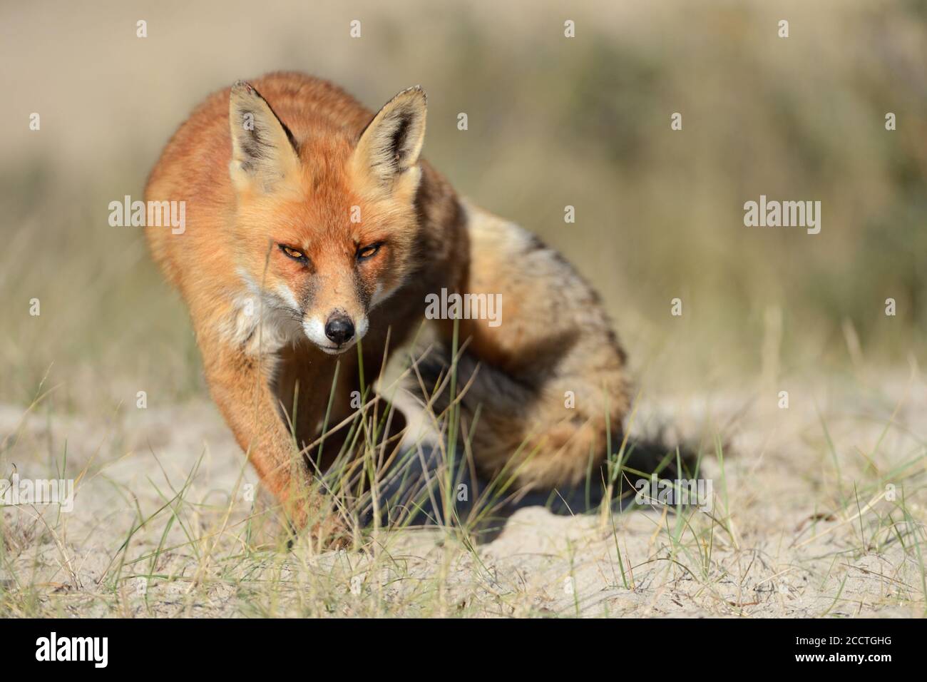 Red Fox ( Vulpes vulpes ), shifty eyes, eye contact, coming closer ...