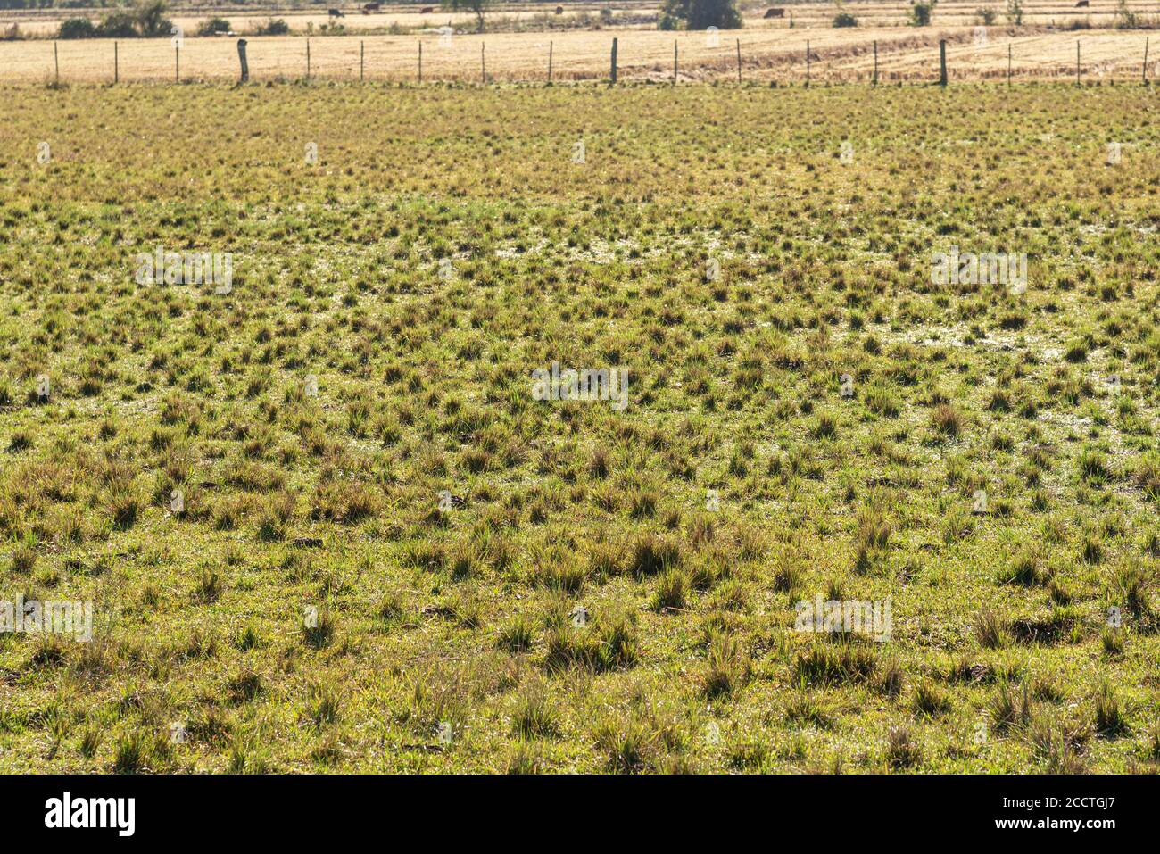 Livestock fields in Brazil. Brazil has one of the largest cattle herds ...