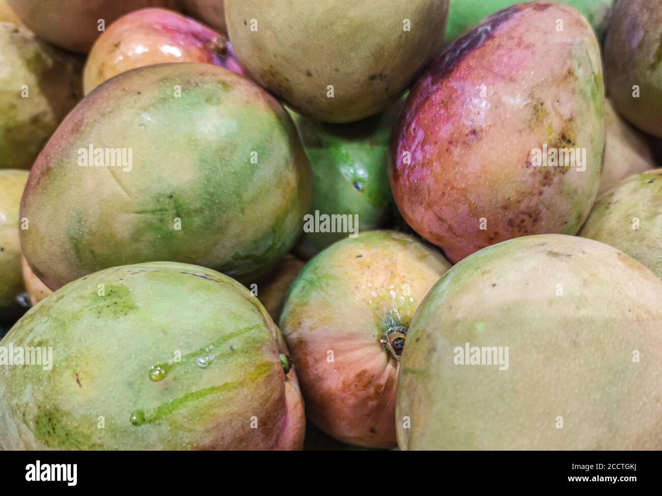 Mango fruits. Mango is the fruit of the mango tree, a long-lived tree ...
