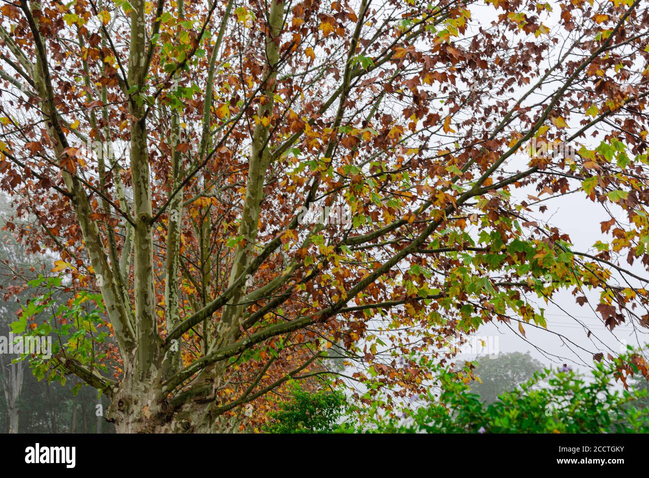 Maple trees (Platanus × hispanica). Dawn with fog. Nature and flora ...
