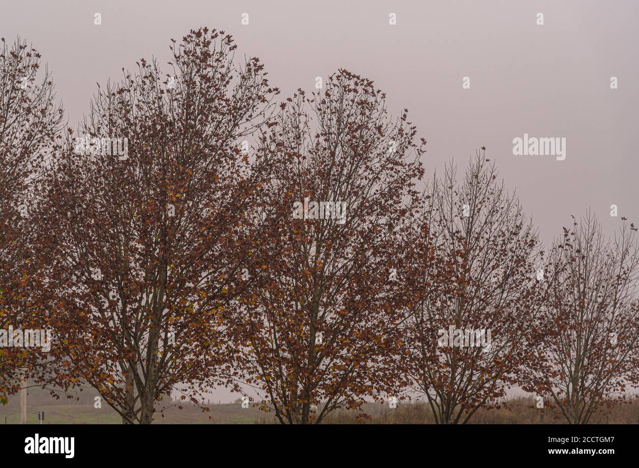 Maple trees (Platanus × hispanica). Dawn with fog. Nature and flora ...