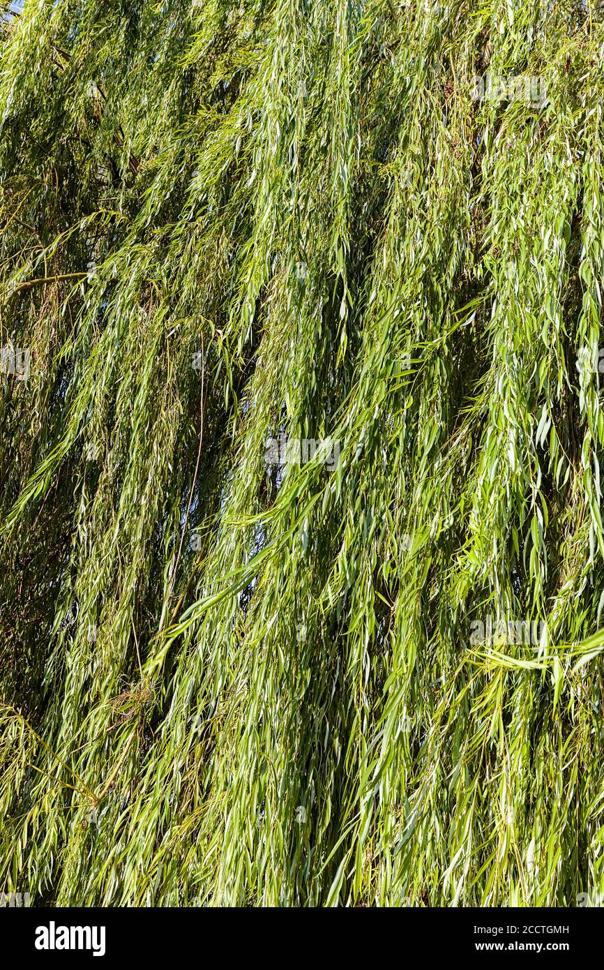 willow tree in nature Stock Photo - Alamy