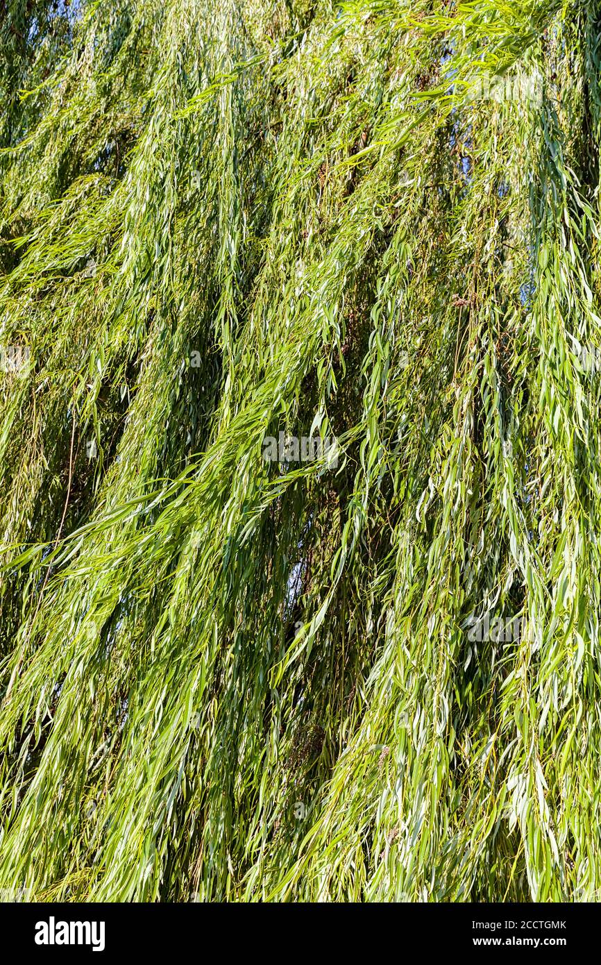 willow tree in nature Stock Photo - Alamy