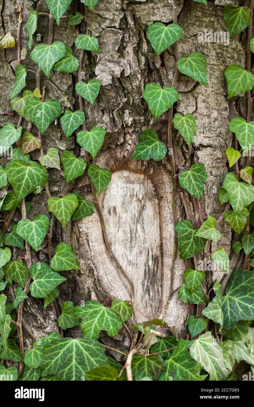 Weaving ivy on the bark of an old tree. natural texture, background ...