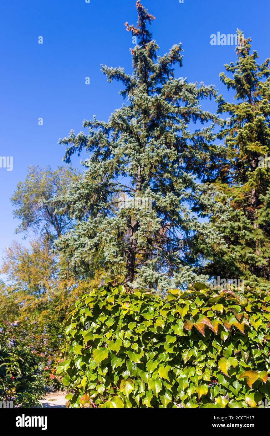 Autumn urban landscape on a Sunny day - yellow autumn trees in the Park ...