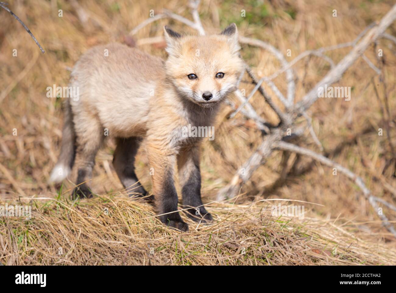 Fox kit in the wild Stock Photo - Alamy