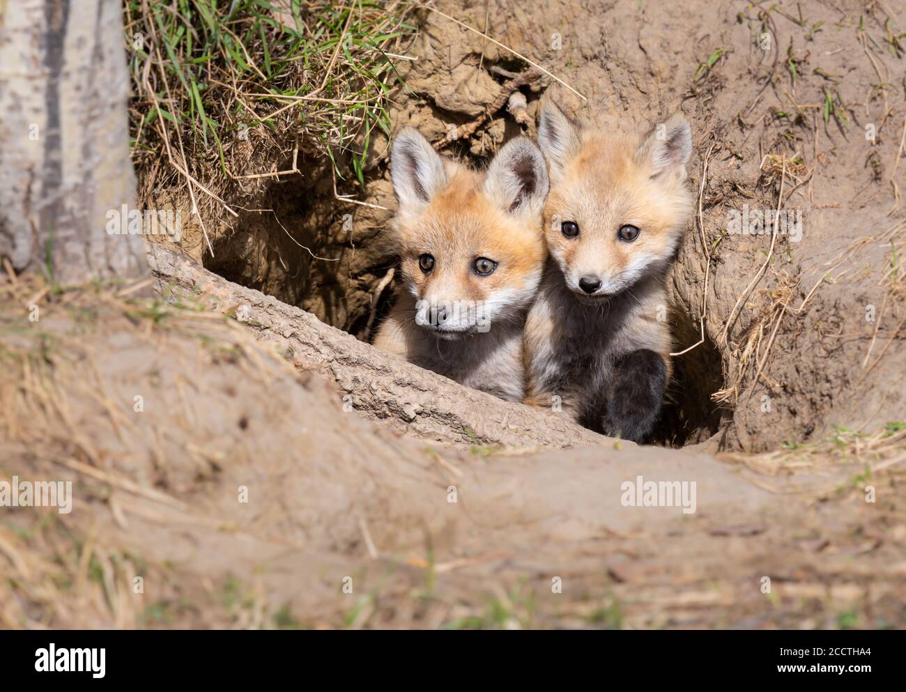 Fox kit in the wild Stock Photo - Alamy