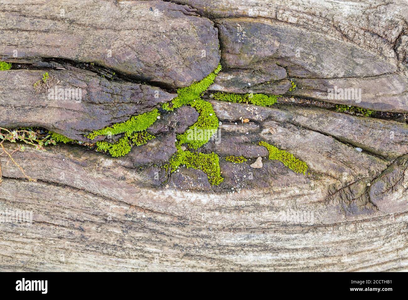 Moss in a crack tree in nature Stock Photo - Alamy