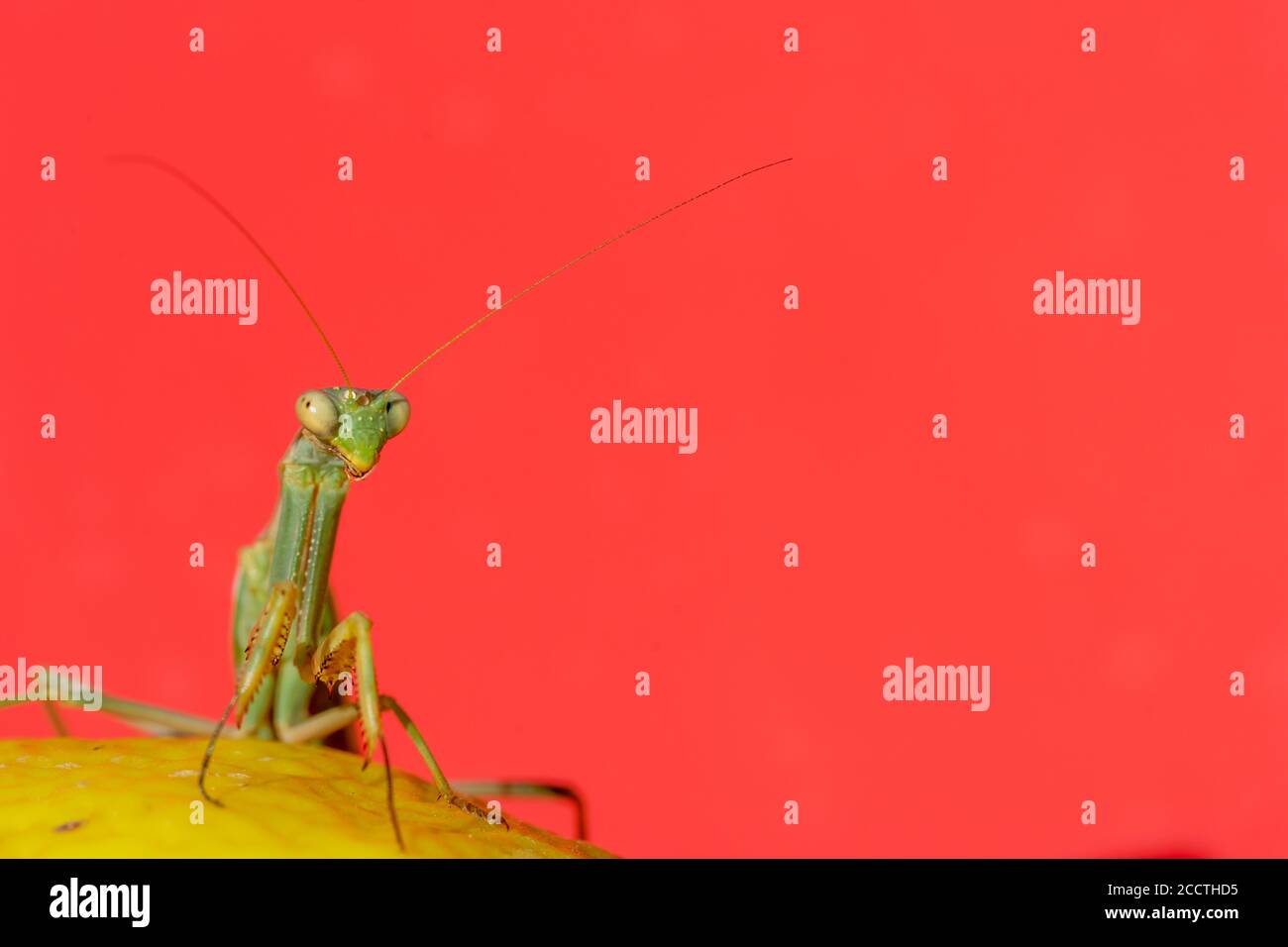 Close up view of a colorful yellow carpenters level, ruler and right ...