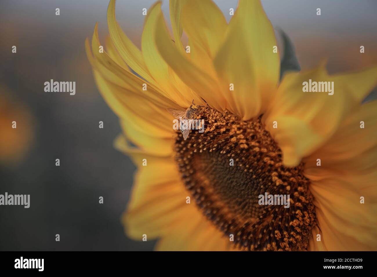 Sunflower flower head hi-res stock photography and images - Alamy