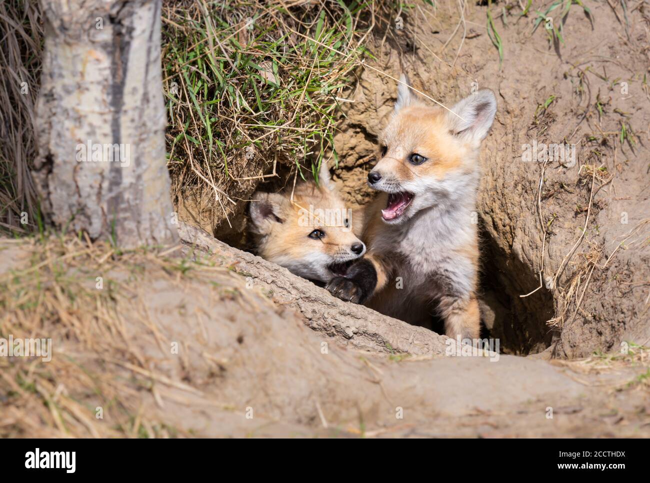 Fox kit in the wild Stock Photo - Alamy