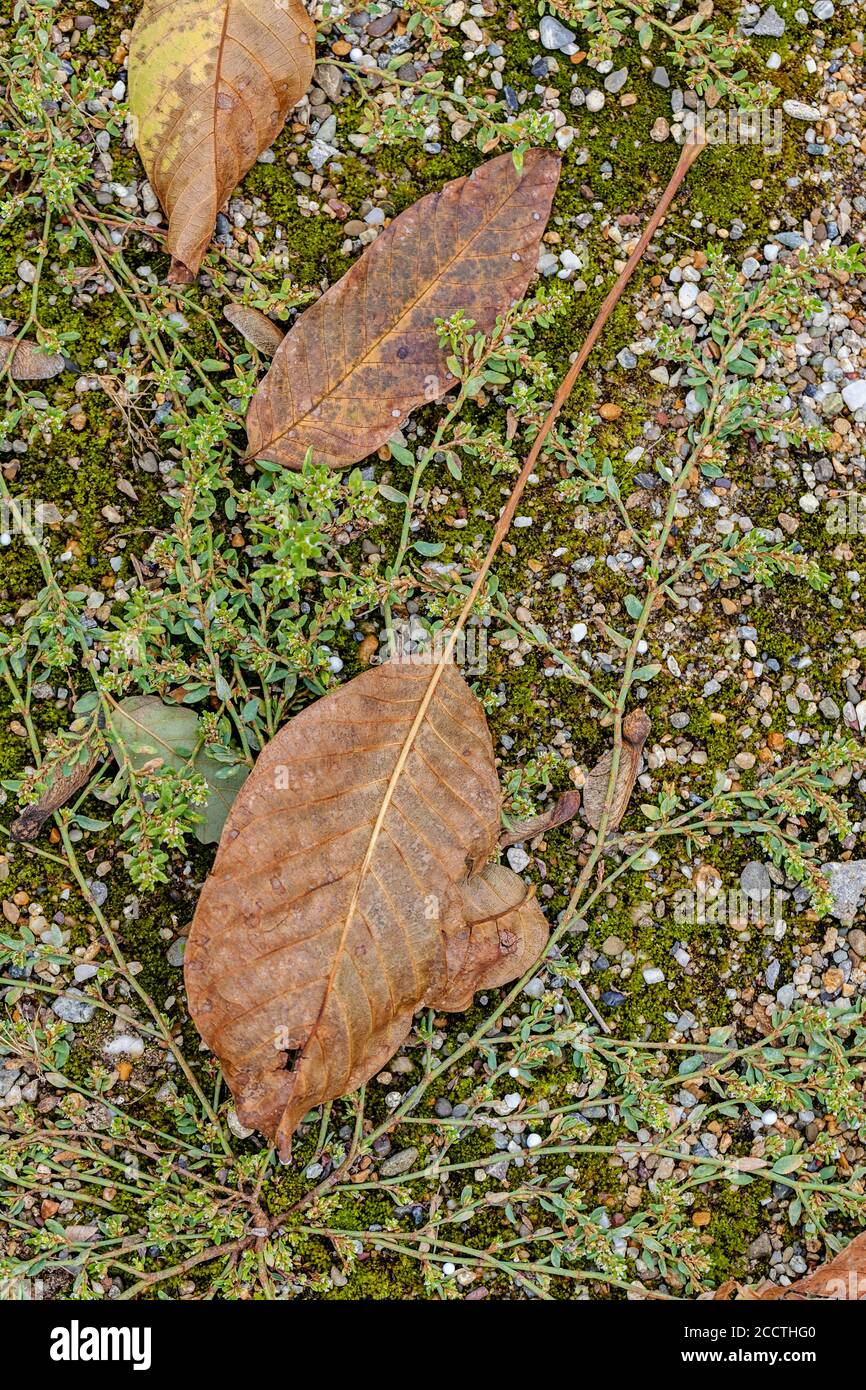 Gravel track in the forest, note shallow depth of field Stock Photo - Alamy